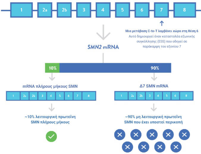 Βιολογία/Γενετική