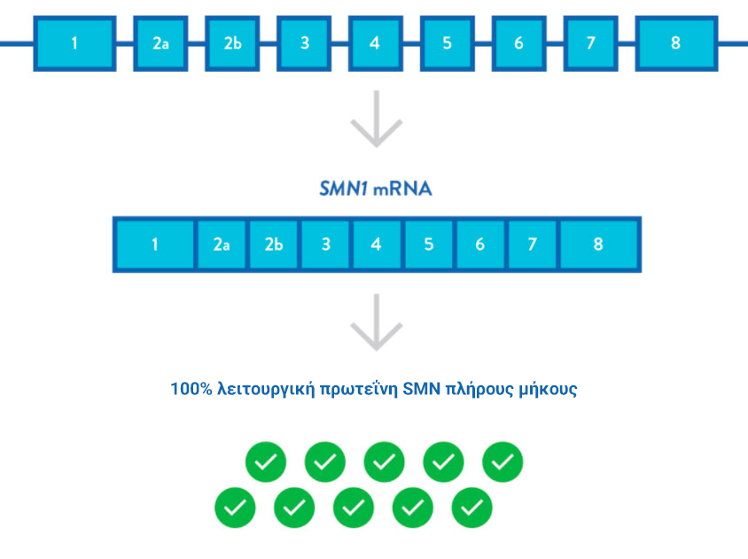 Βιολογία/Γενετική